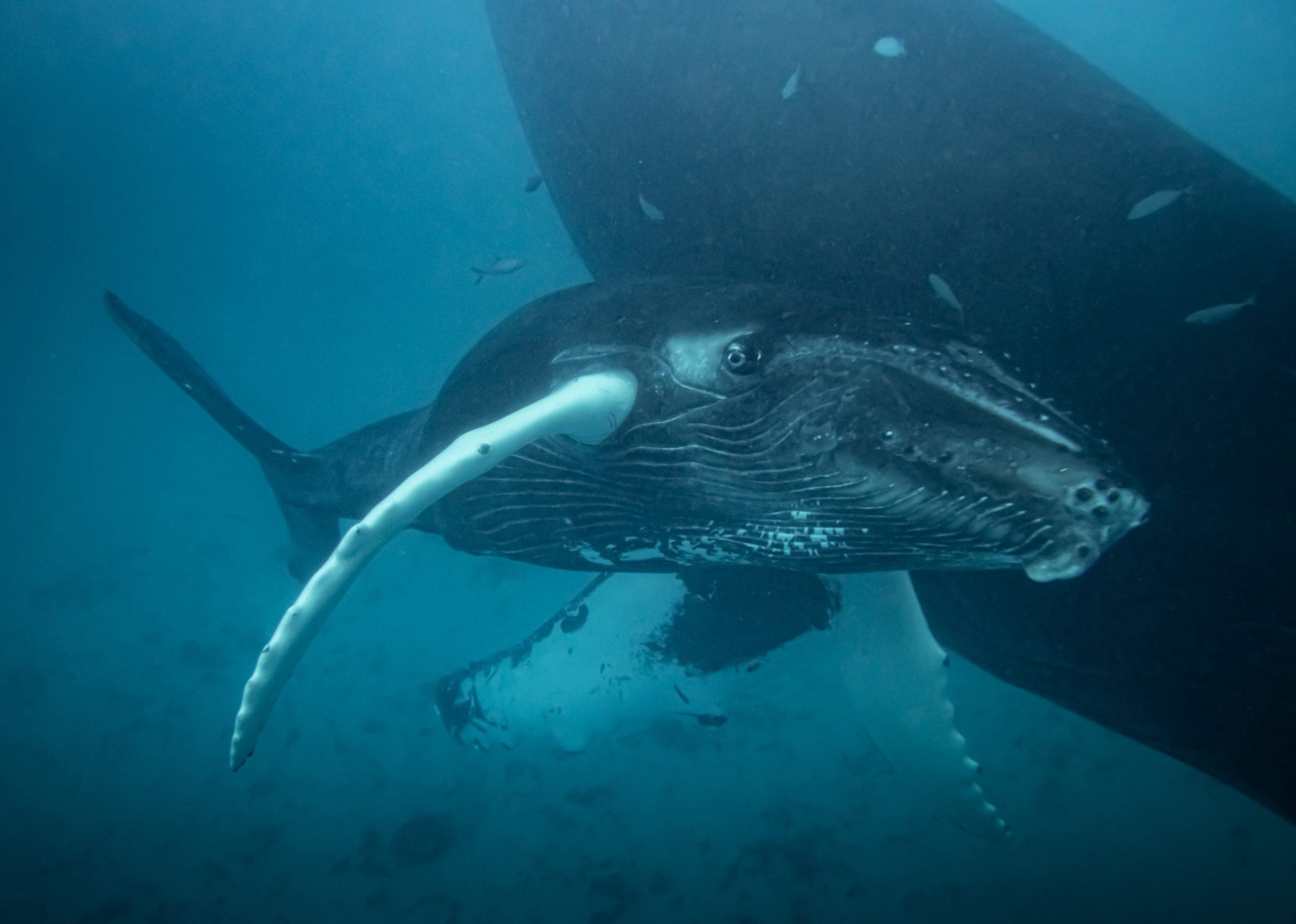 What’s Blitzen Up To? - 7 Seas Whale Watch
